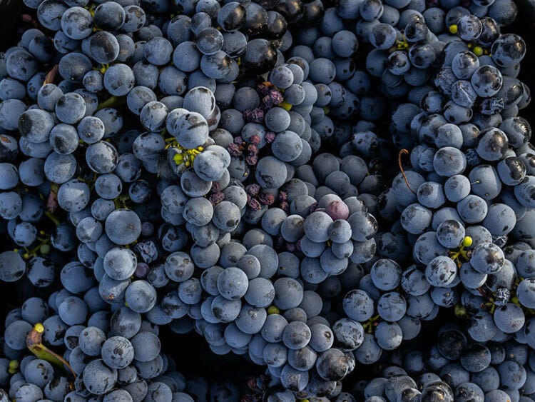 32 Common European Fruits: Popular Continent-Wide