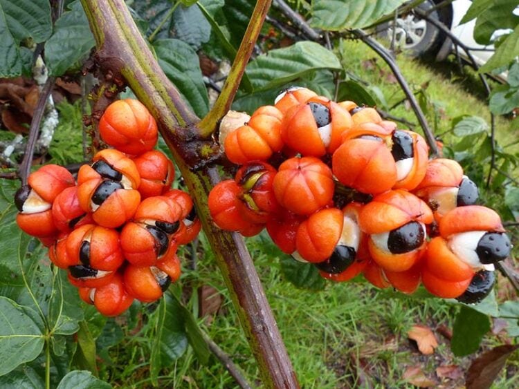 20 Famous Brazilian Fruits From Popular to Exotic Options