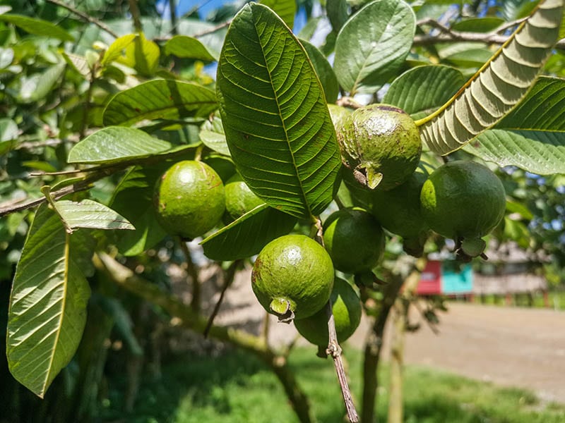 22 Cuban Fruits: Native, Non-Native, National, and Exotic