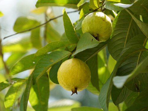 21 Popular Peruvian Fruits: A Journey to the Amazon