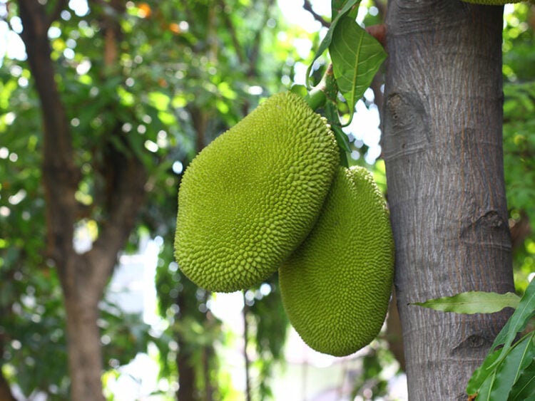 22 Typical Indonesian Fruits: From Common Tropical to Rare