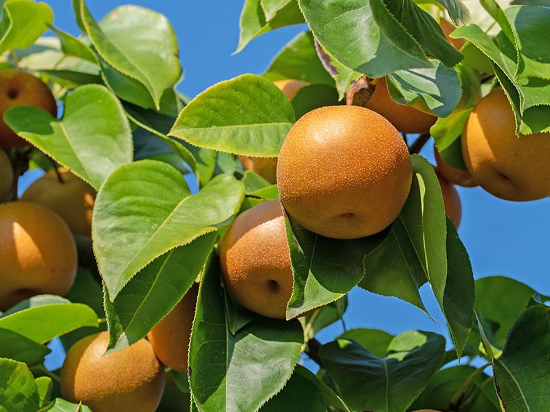 22 Unique Japanese Fruits: Discover Native and Rare Delights