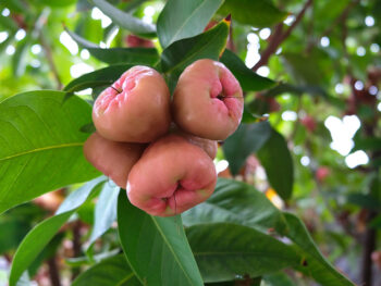 26 Common and Exotic Fruits That Start With J