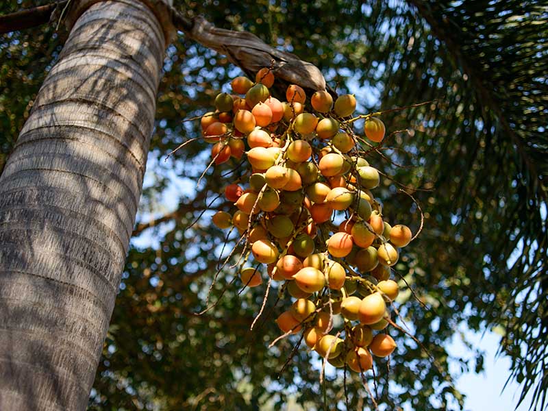 26 Common and Exotic Fruits That Start With J