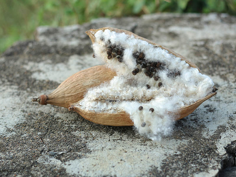 23 Fruits That Start With K: From Common to Exotic Fruits