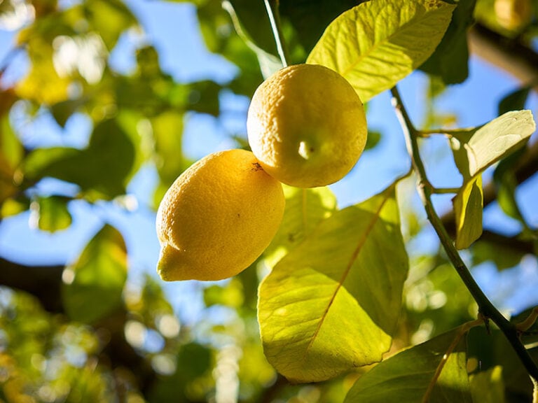 23 Most Popular Mediterranean Fruits: Citrus, Berries, and More