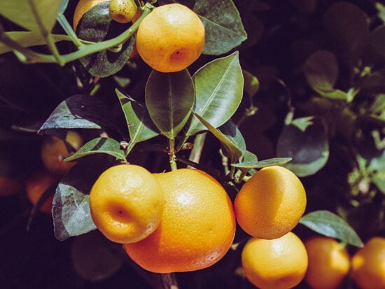 23 Most Popular Mediterranean Fruits: Citrus, Berries, and More