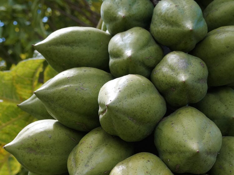 21 Popular Peruvian Fruits: A Journey to the Amazon