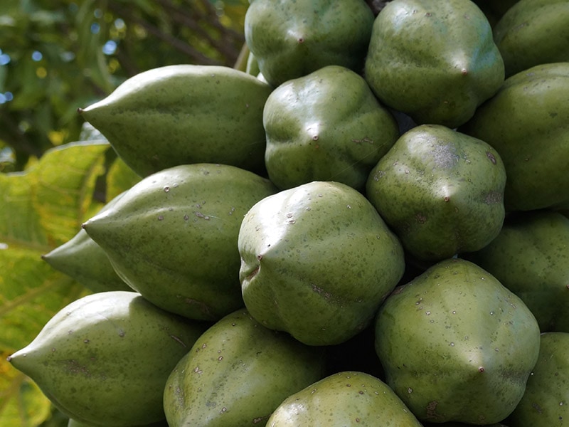 21 Popular Peruvian Fruits: A Journey to the Amazon