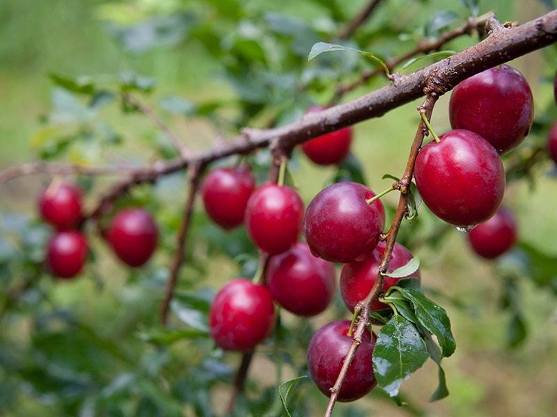 26 Popular Fruits That Start With O