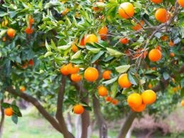 14 Greek Fruits: Ancient, Native, Non-native, and More
