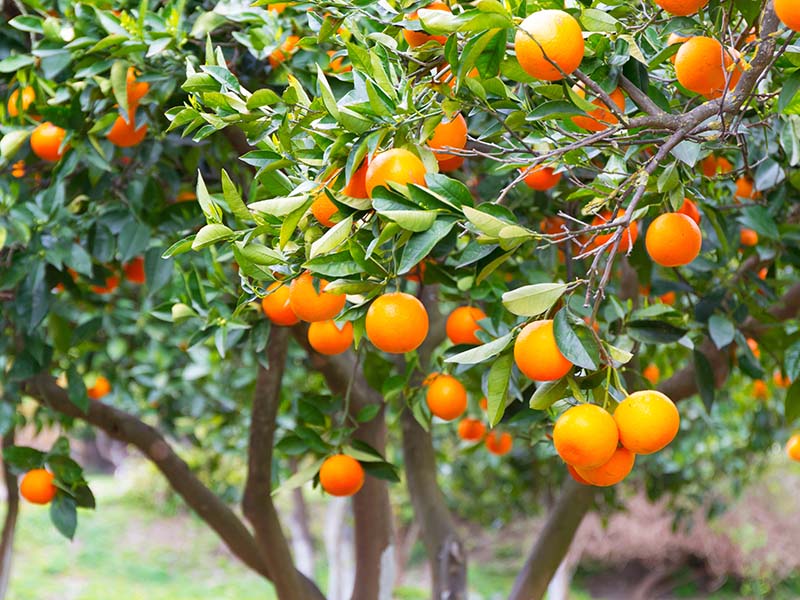 14 Greek Fruits: Ancient, Native, Non-native, and More