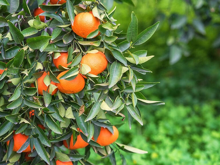 26 Popular Fruits That Start With O