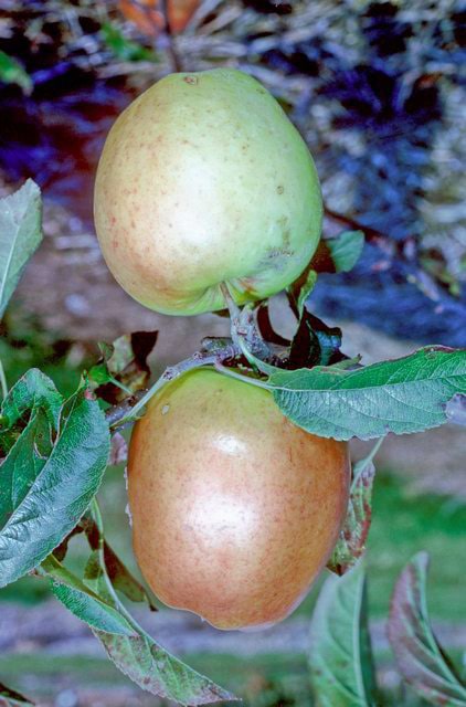 26 Popular Fruits That Start With O