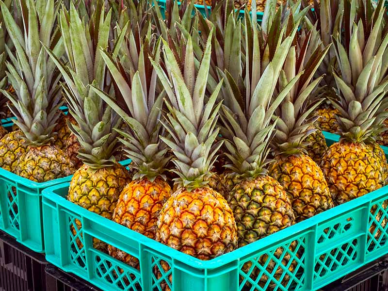 30 Native and Tropical South American Fruits with Images