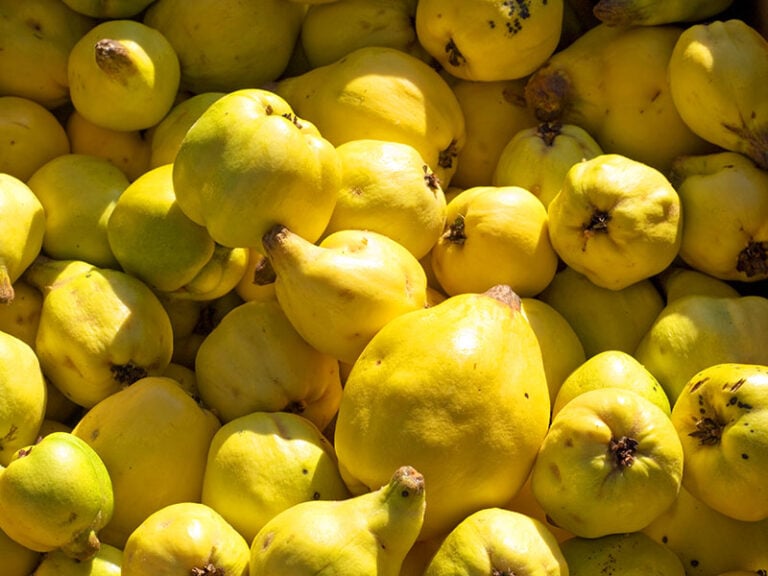 12 Common Italian Fruits: Native, Non-Native, and Exotic