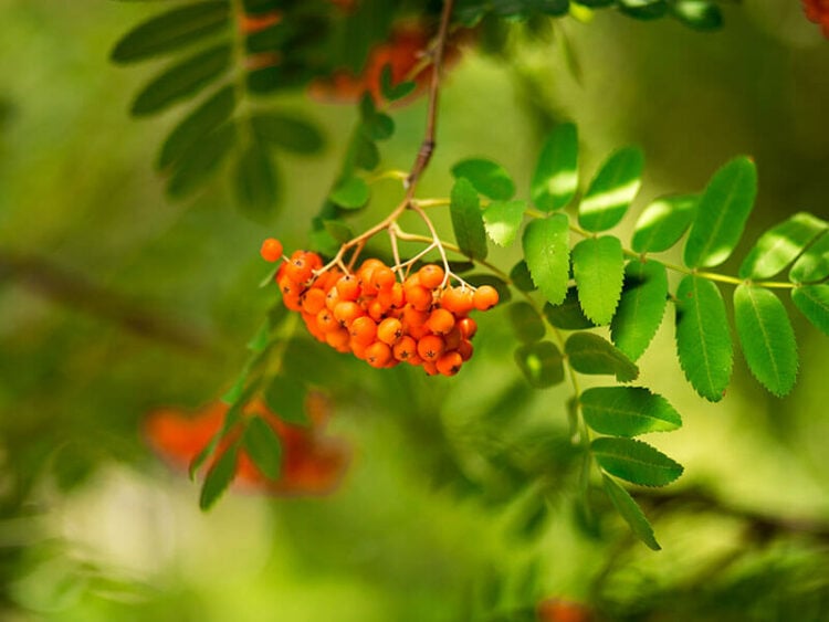 32 Common European Fruits: Popular Continent-Wide