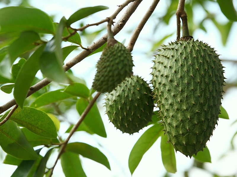 19 Guatemalan Fruits: Native, Popular, Exotic, and More