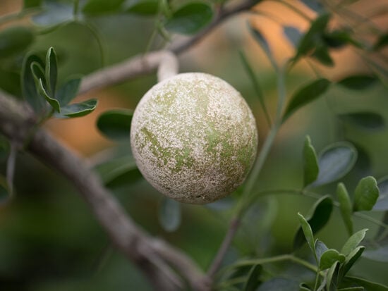 19 Indian Fruits: Exotic, Native, and Non-native