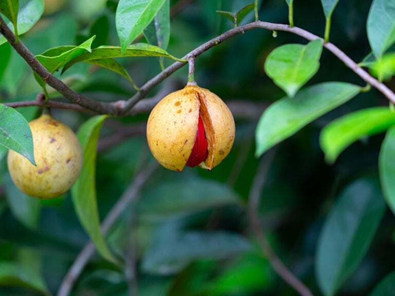 21 Common Fruits That Start With N: Popular Picks