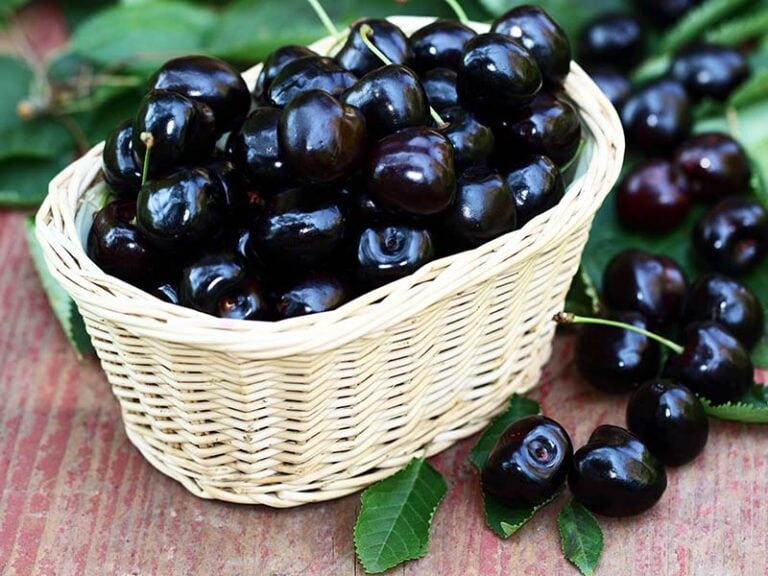 25 Black Fruits with Names and Images