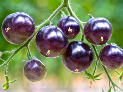 25 Black Fruits with Names and Images