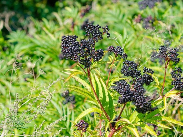 25 Black Fruits with Names and Images