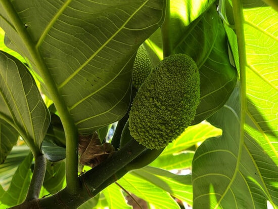 27 Hawaiian Fruits: Native and Exotic Fruits