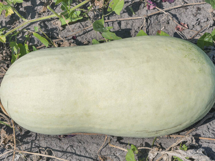 10 Exciting Gray Fruits with a Bonus Guide to Gray Vegetables