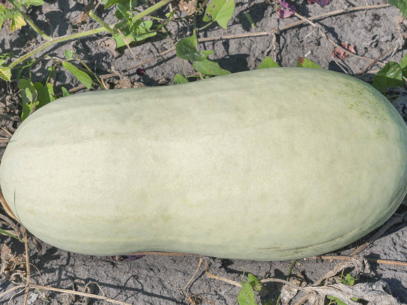 10 Exciting Gray Fruits with a Bonus Guide to Gray Vegetables