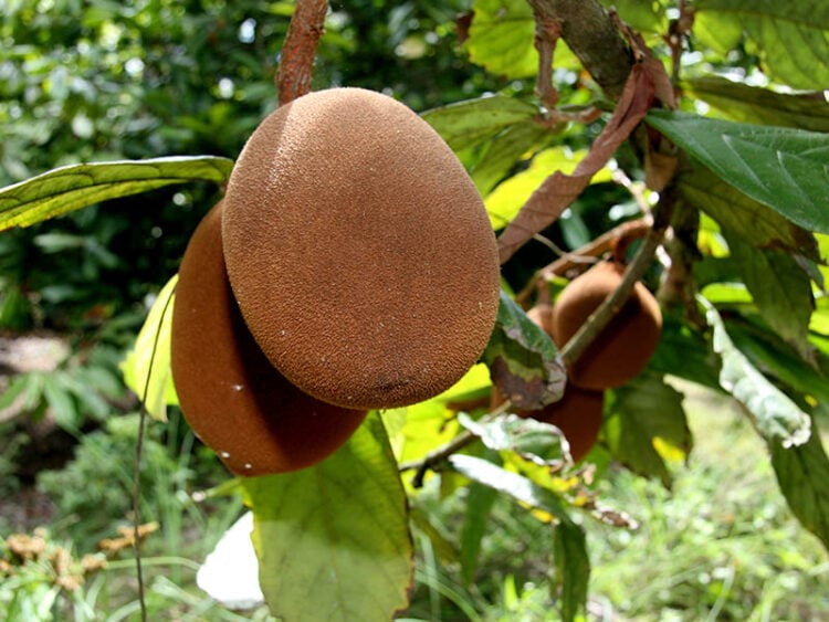 21 Common and Exotic Brown Fruits: A Full List