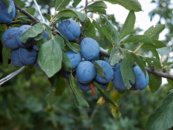 21 Common Blue Fruits With Diverse Flavors