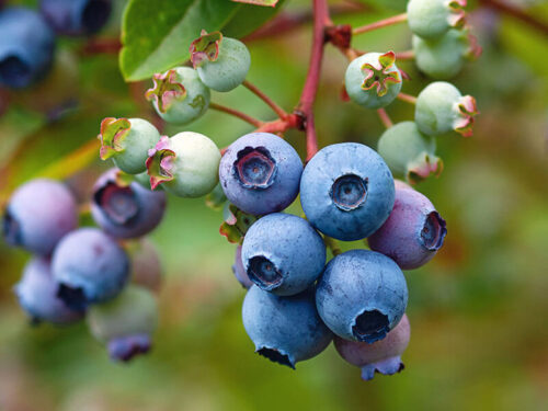 21 Common Blue Fruits With Diverse Flavors