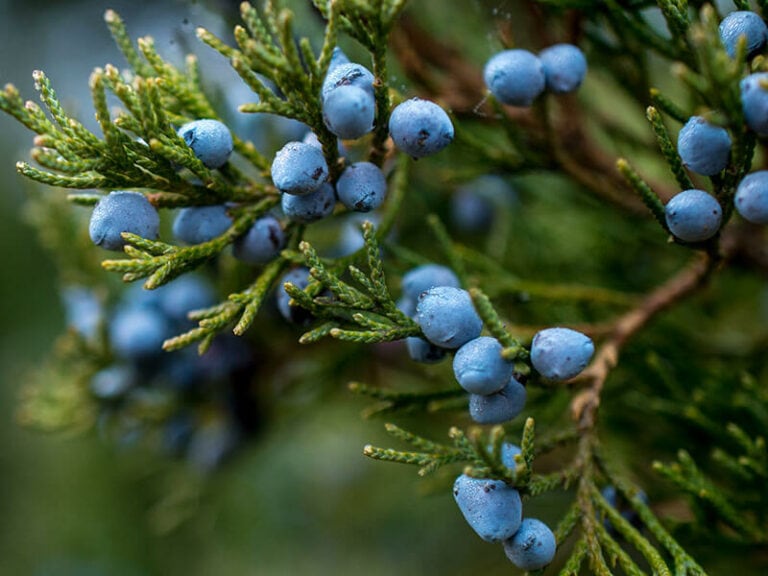 21 Common Blue Fruits With Diverse Flavors