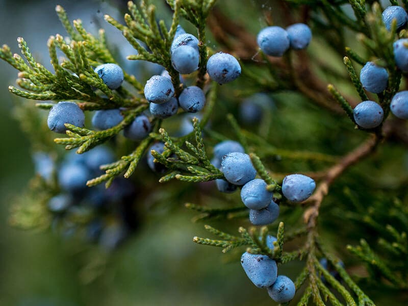21 Common Blue Fruits With Diverse Flavors