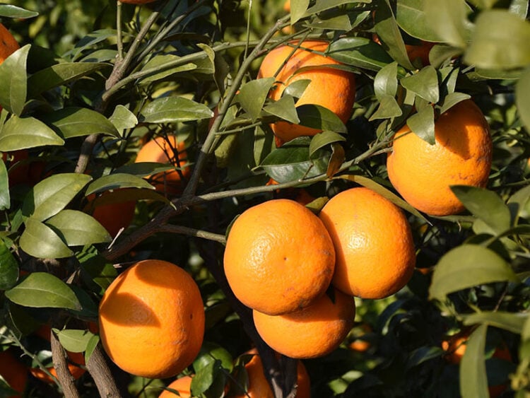 21 Popular Orange Fruits for a Burst of Flavor