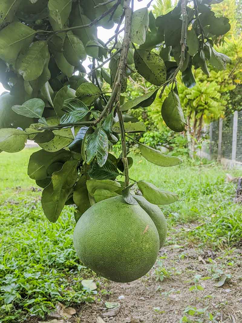 34 Fruits That Start With L: Popular Tropical Delights