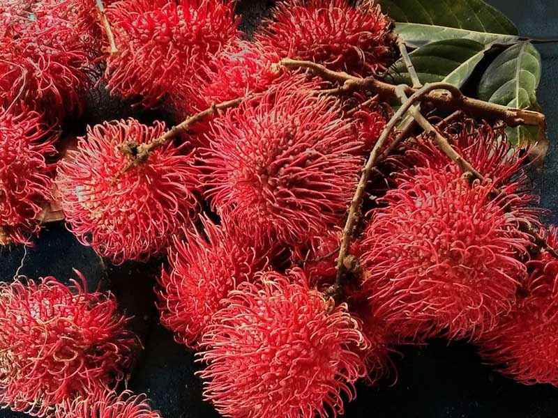 29 Best Red Fruits of All Types with Images