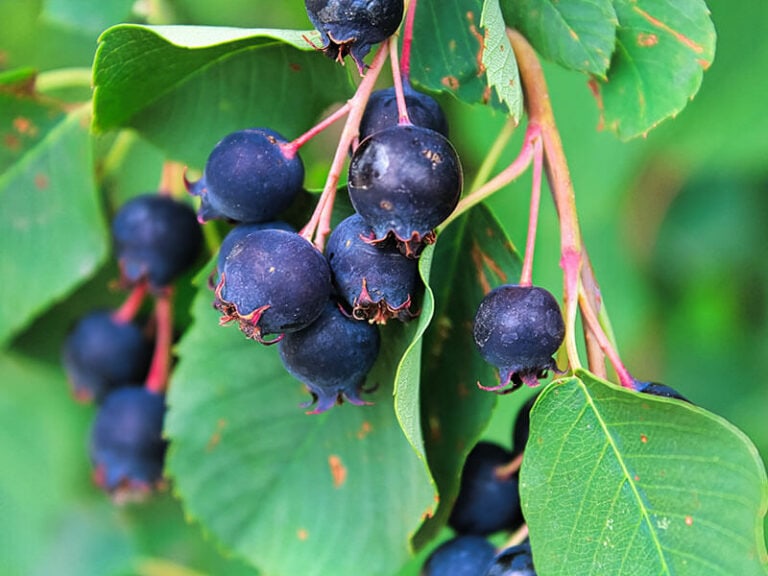 21 Common Blue Fruits With Diverse Flavors