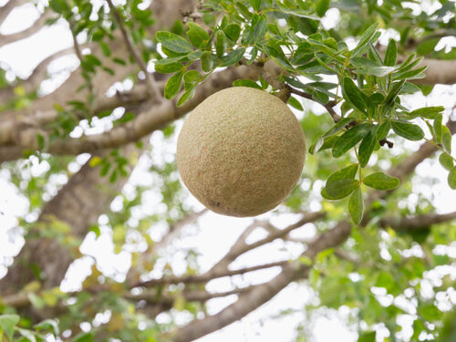 10 Exciting Gray Fruits with a Bonus Guide to Gray Vegetables