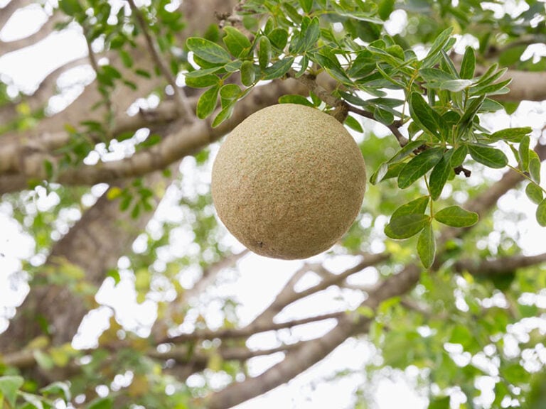 10 Exciting Gray Fruits with a Bonus Guide to Gray Vegetables