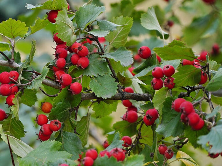 16 Popular Fruits That Start with Z