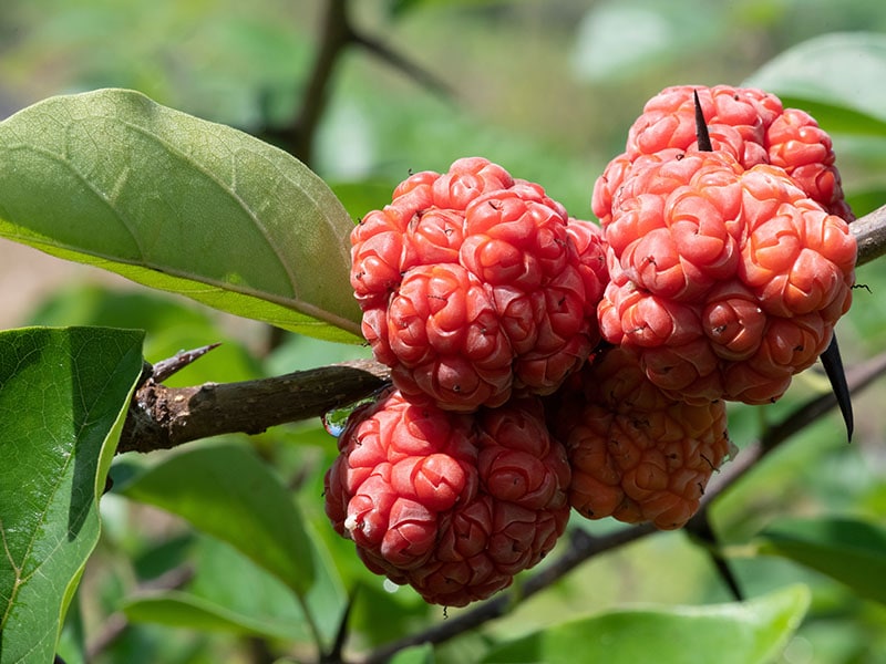 16 Popular Fruits That Start with Z