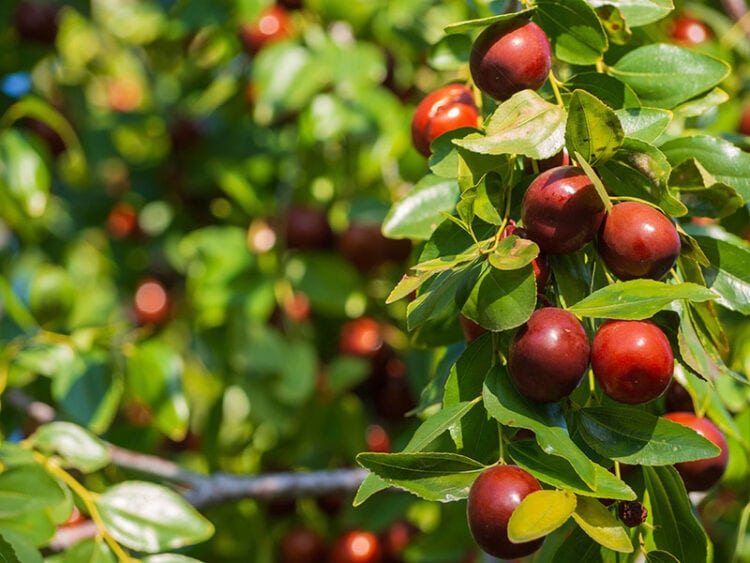 16 Popular Fruits That Start with Z