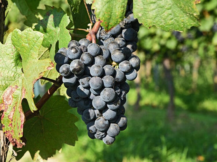 16 Popular Fruits That Start with Z