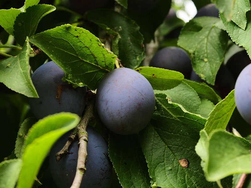 16 Popular Fruits That Start with Z