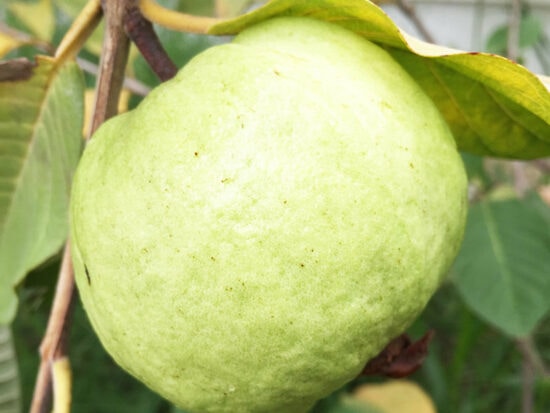 26 Types of Guava: From Common to Rare Tropical Finds