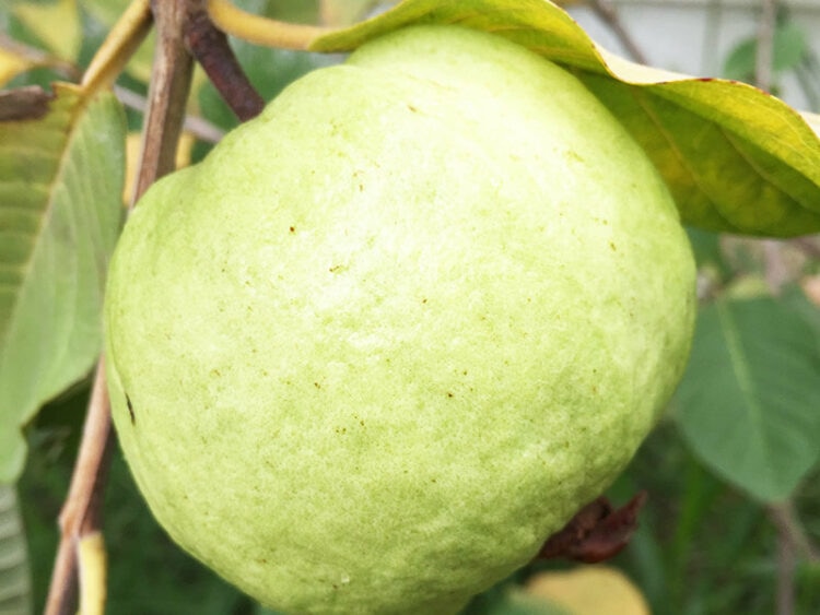 26 Types of Guava: From Common to Rare Tropical Finds