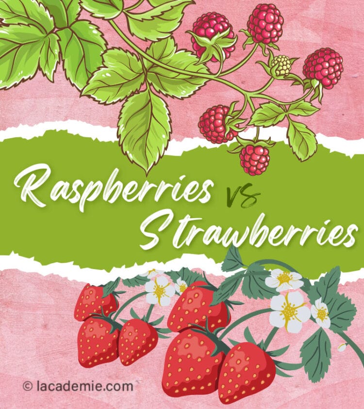Raspberries vs. Strawberries: Appearance, Flavor, Storage Life