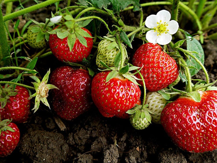 Raspberries vs. Strawberries: Appearance, Flavor, Storage Life